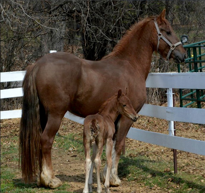 Chestnut Friesian Horse